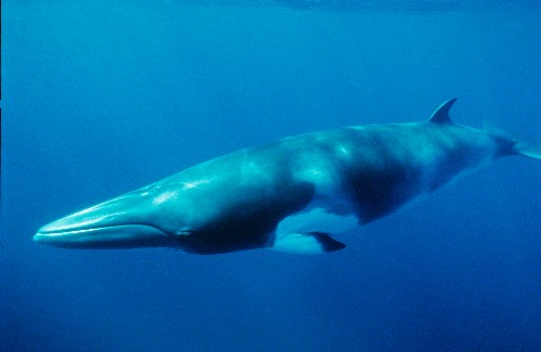 Minke Whale - True Wildlife Creatures