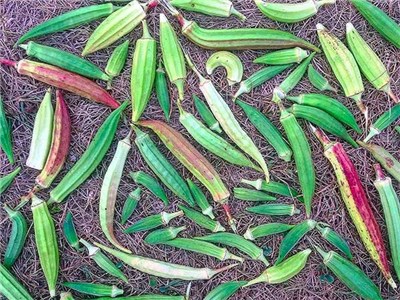 Varieties or Types of Okra - G&D Mega Farm