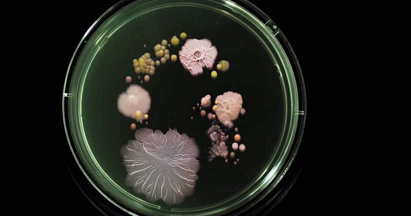 Medical Laboratory and Biomedical Science: The Art of New York City's ...