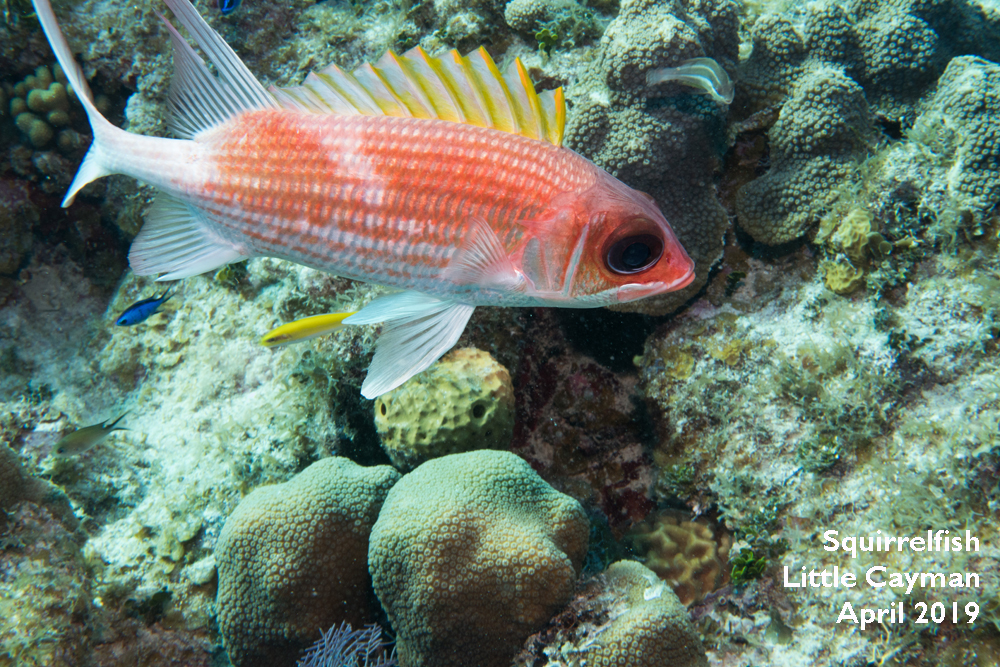 Virtual Travel-Meet a Squirrel Fish