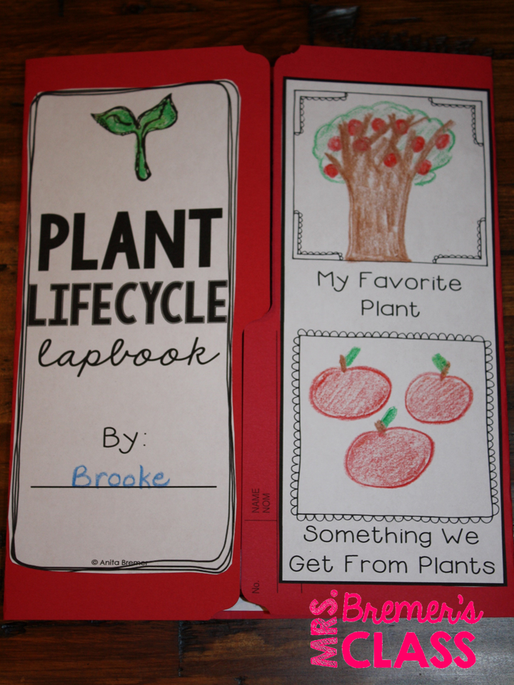 Plant Lifecycle Lapbook | Mrs. Bremer's Class