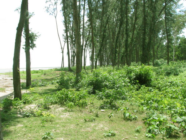 Tourology: Bankiput, The Virgin Sea Beach