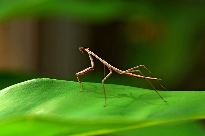 Lebih Dekat Dengan Para Penyamar Ulung | Dunia Lisa