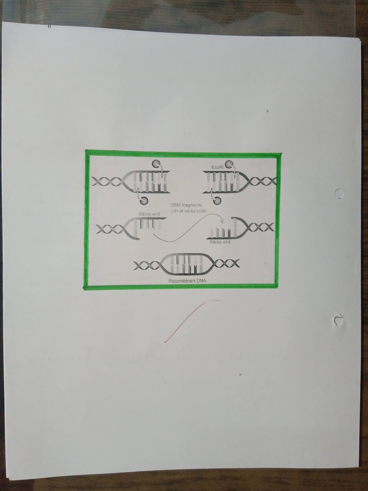 Dear Study: Recombinant DNA Technology Investigatory Project of Biology ...