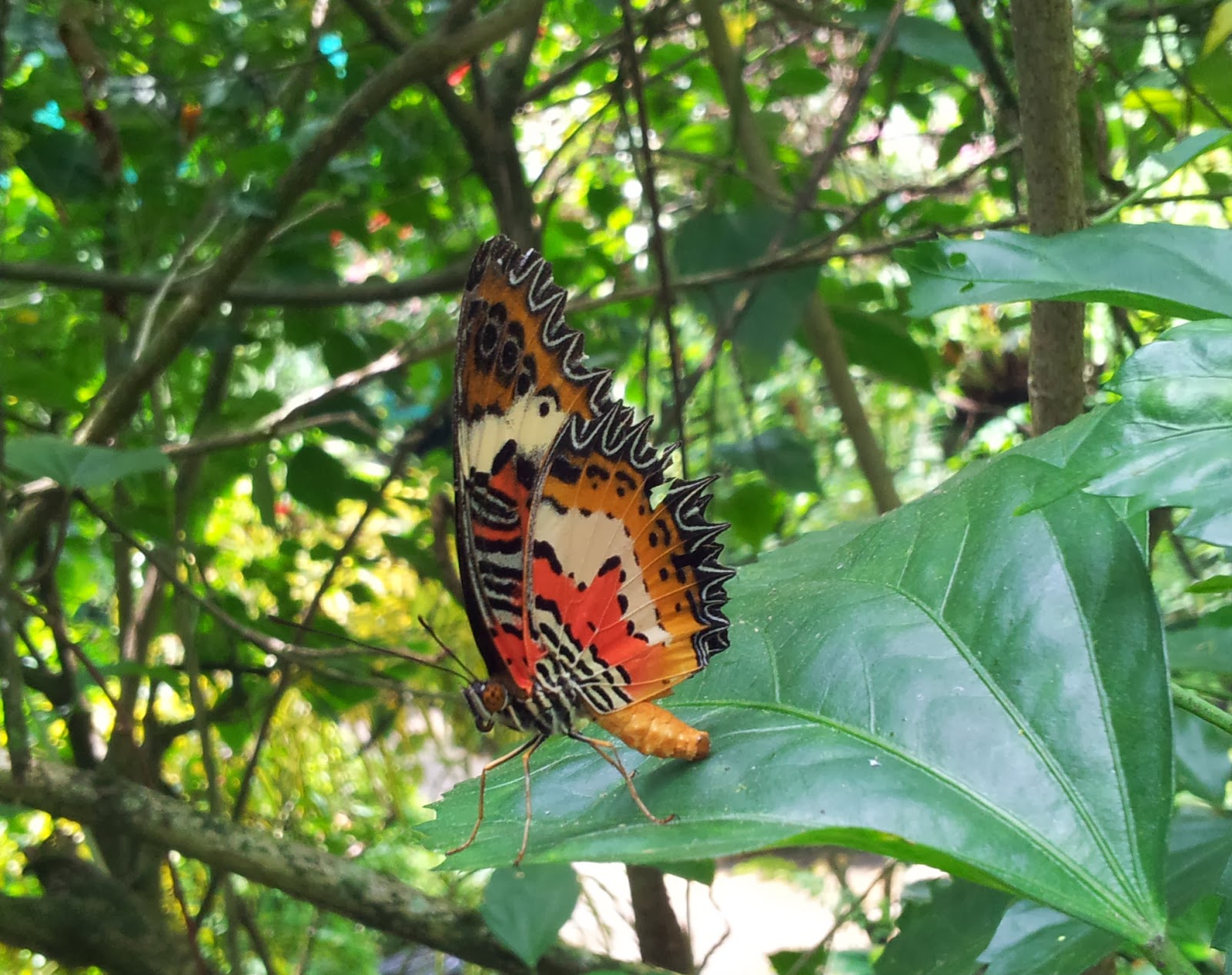 Creating Wonder - the Petrosains Blog: 'Butterfly' Itu Kupu-kupu ...