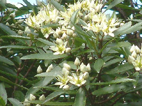 Reforestation and the Medicinal Uses of Trees -Liliana Usvat Research ...