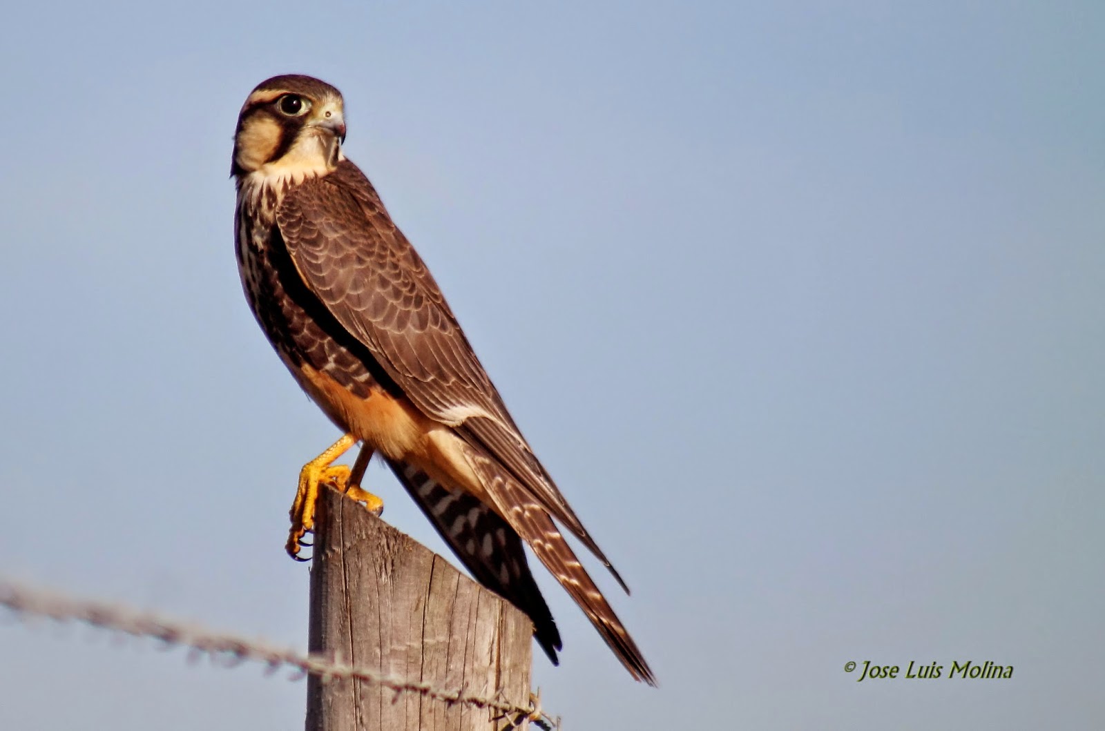 Aves de la VIII Region del Bio Bio: HALCON PERDIGUERO (falco femoralis)
