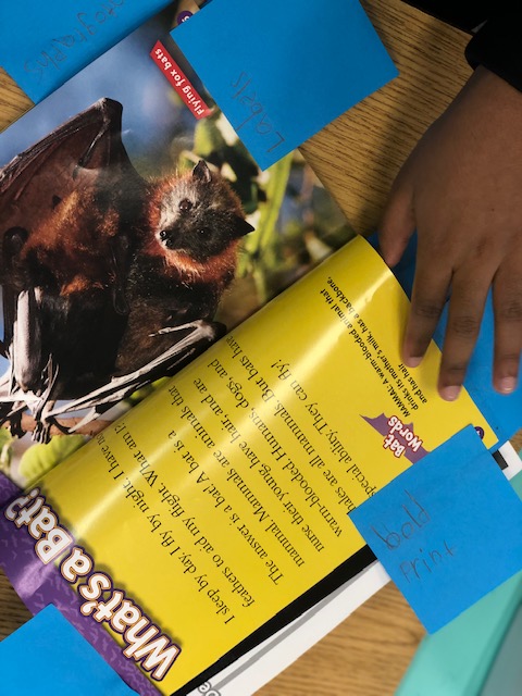 Primary Graffiti: Informational Writing