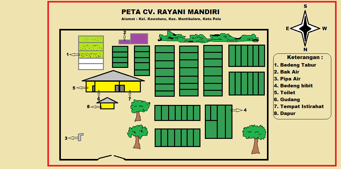 LAPORAN MAGANG TEKNIK PEMBIBITAN SENGON BUTO (enterolobium cyclocarpum ...