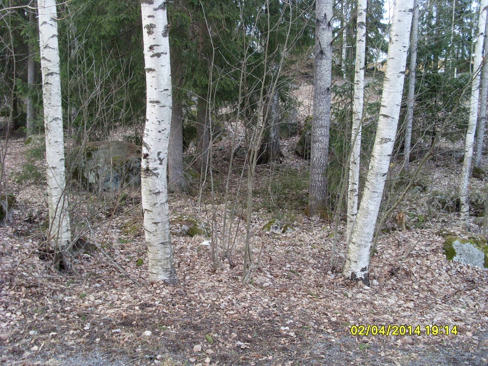 Finland Hämeenlinna Tampere Pirkanmaa Tree-cutting services puiden ...