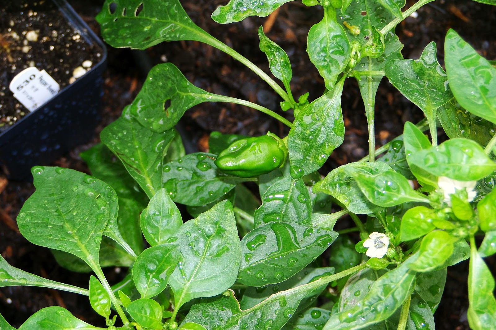 Alejandro Pepper Farm: First Pepper at Alejandro Farm