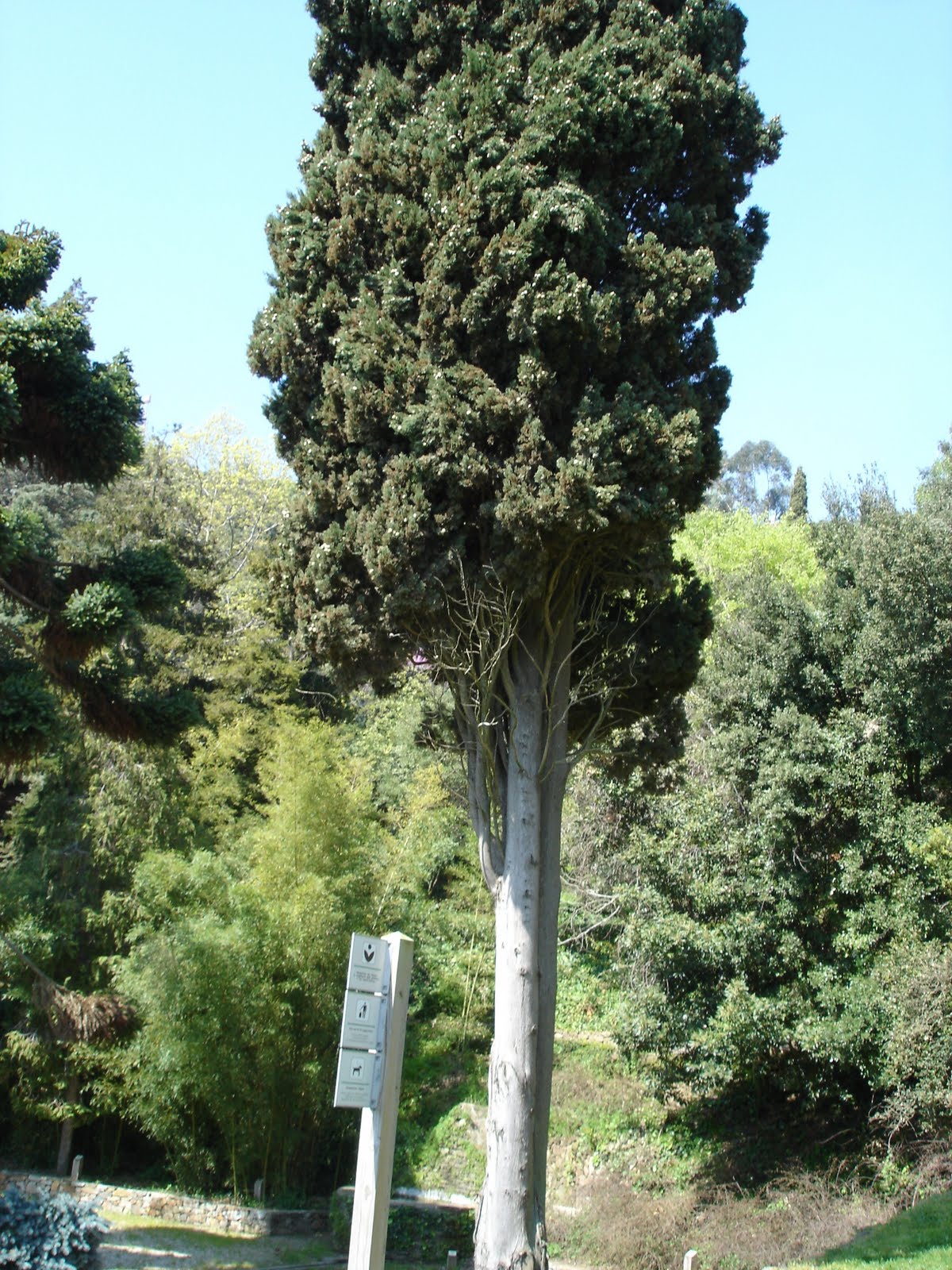 Árboles con alma: Ciprés. Xiprer. (Cupressus sempervirens)