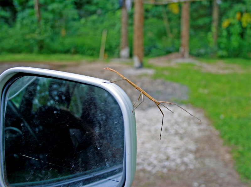 Susan A Eames - Travel, Fiction and Photos: Insect Mini-Series - STICK ...