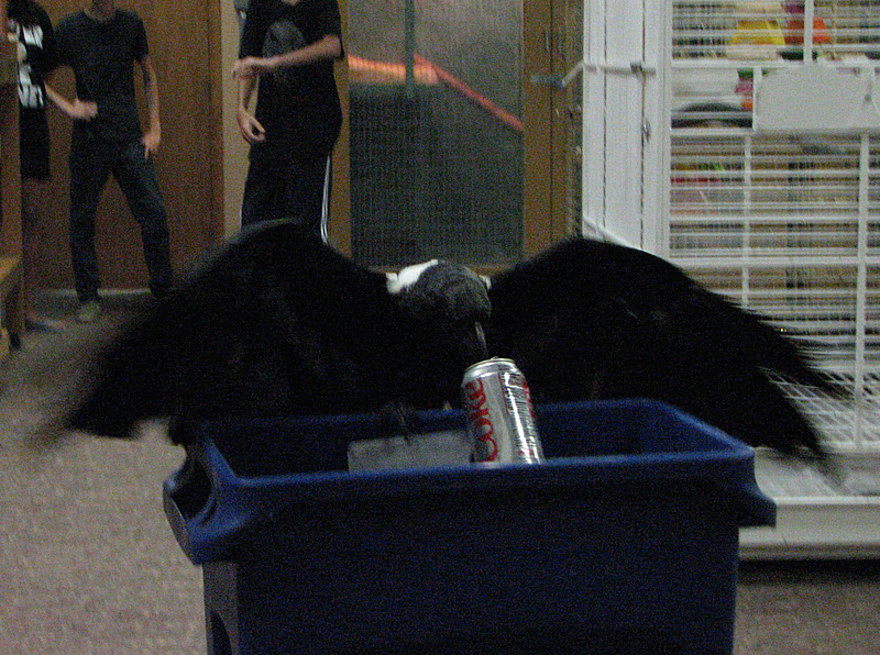 World Bird Sanctuary: Myths, Legends, and Tales: The Raven