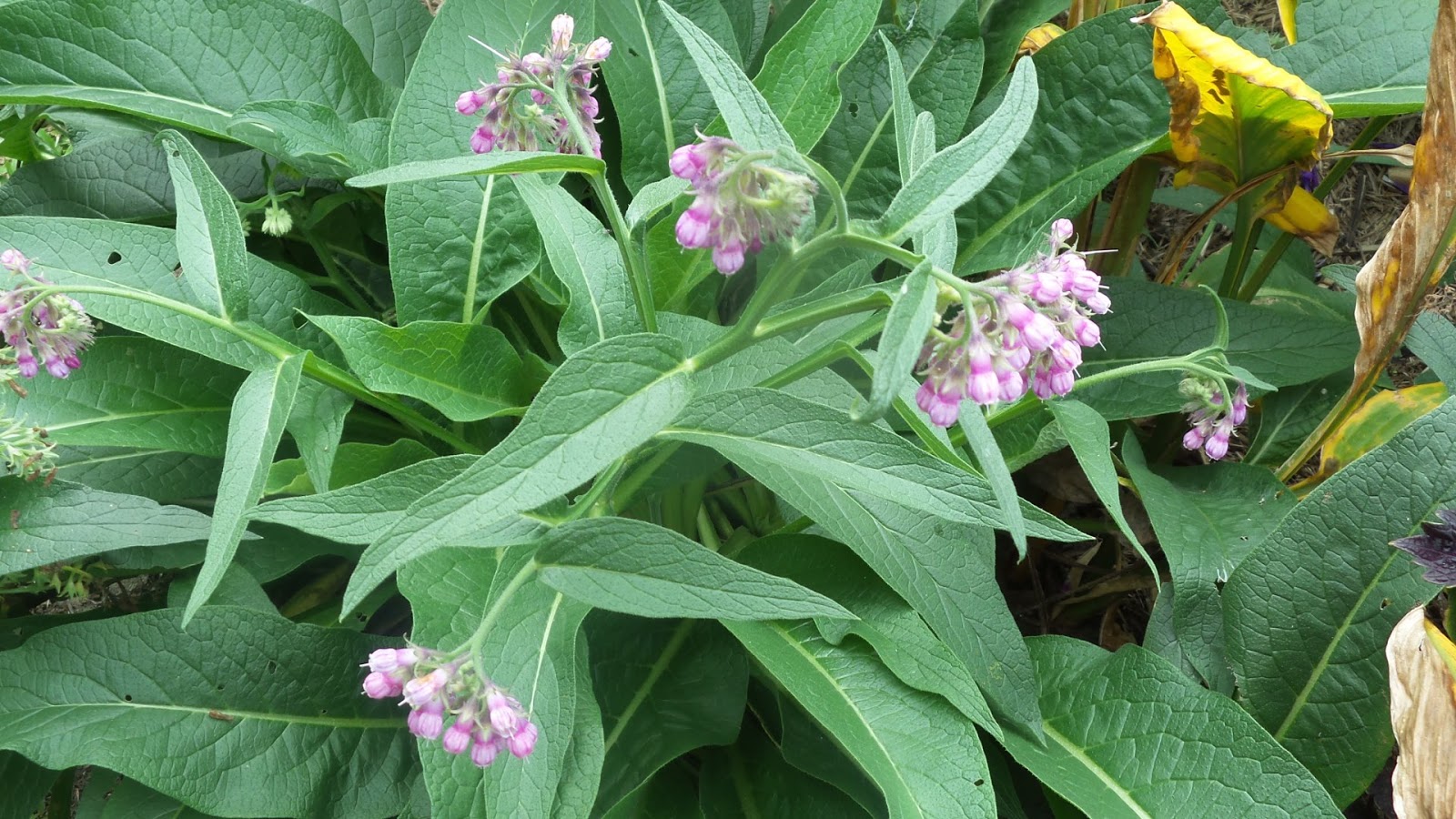 HAPPY RETIREE'S KITCHEN : Our Bee and Butterfly Friendly Tropical ...