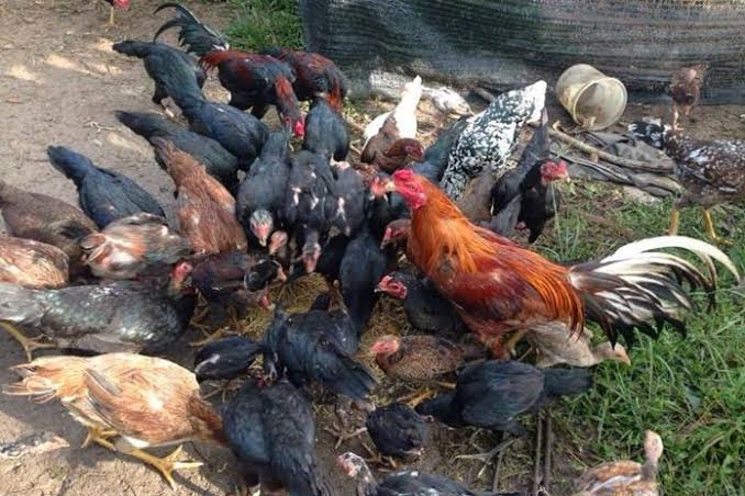 cara ternak ayam jawa