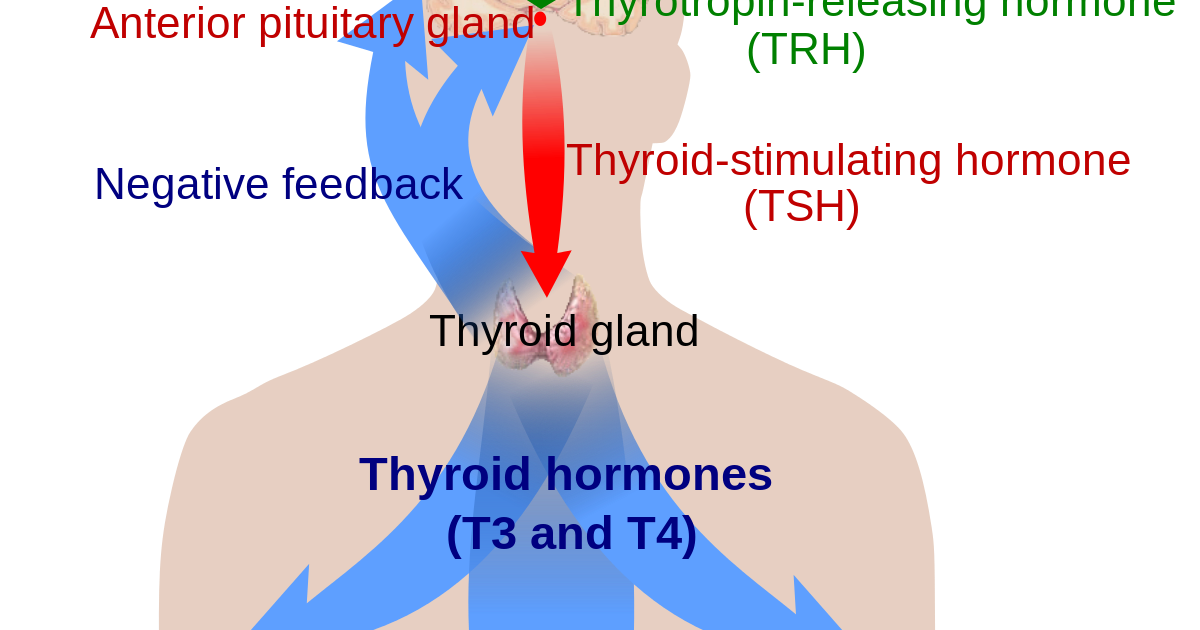 THYROID IN HUMAN BEINGS:- A STAGE