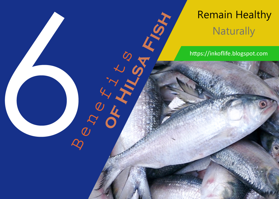 6 Benefits of Hilsa Fish | Ink of Life