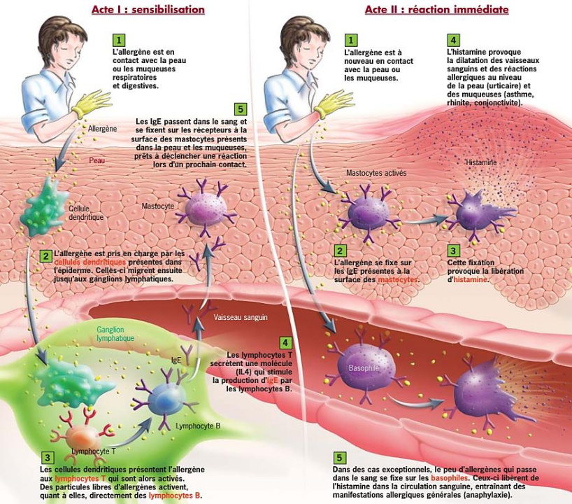 Svt De Zineb Nafzaouia Les Dysfonctionnements Du Système Immunitaire New
