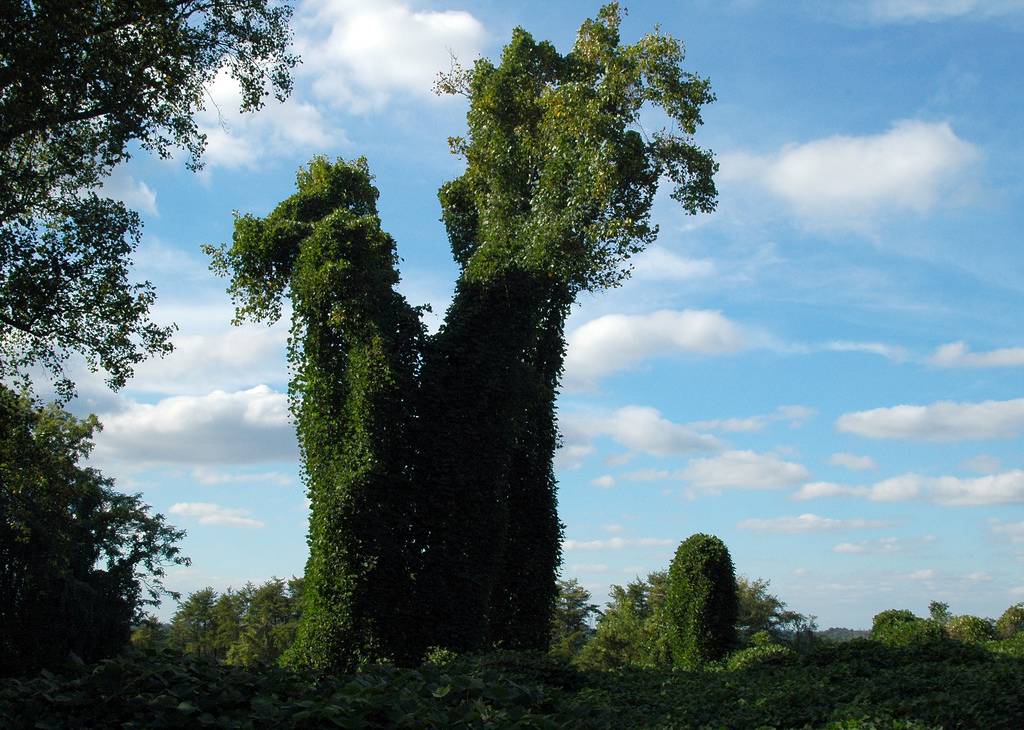 The Day of the Kudzu ~ Kuriositas