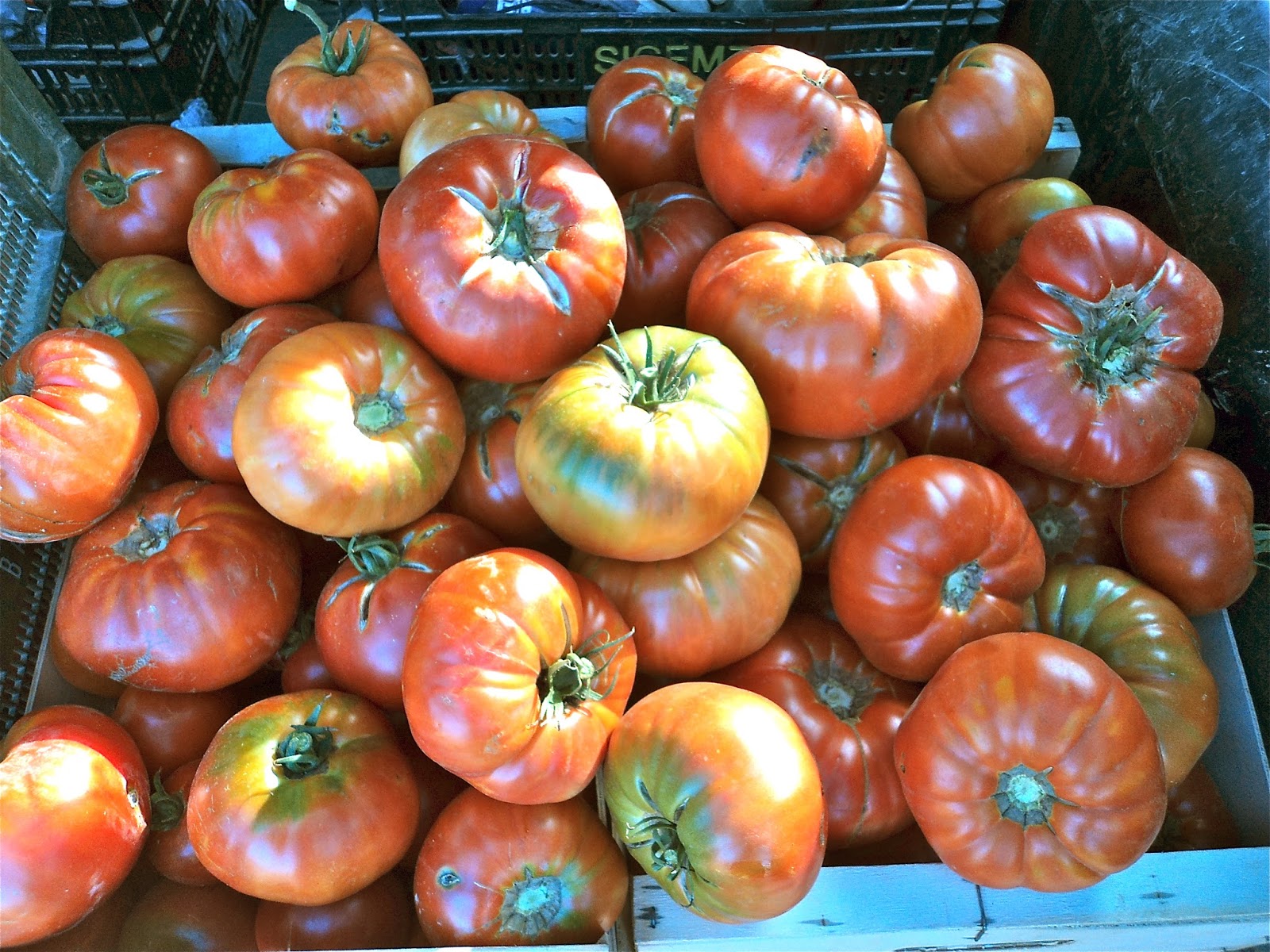 "Mi Huerta de Corella": La Huerta en Septiembre, que tiemble