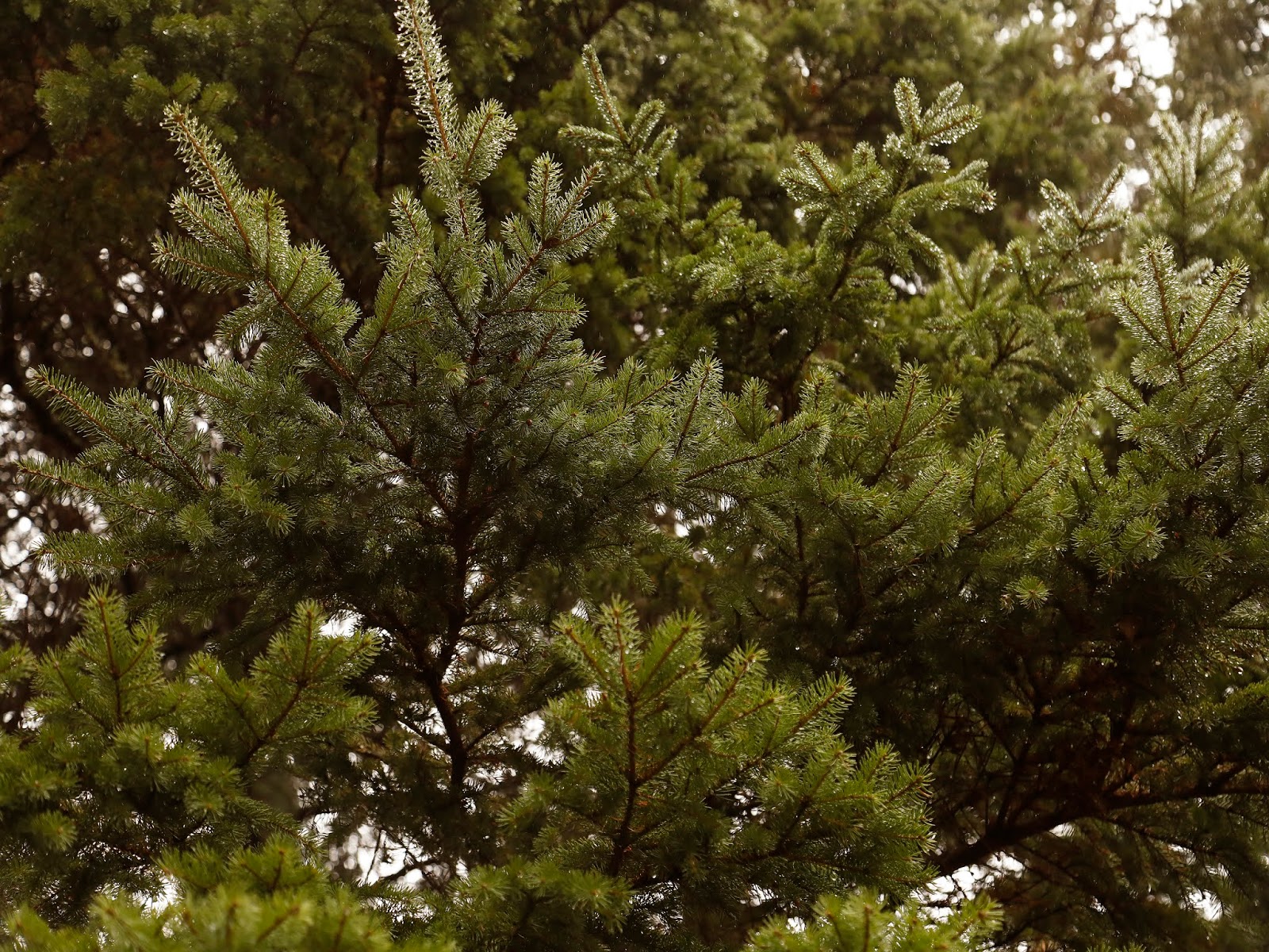 Replant.ca Environmental: The Red Spruce tree (Picea rubens)