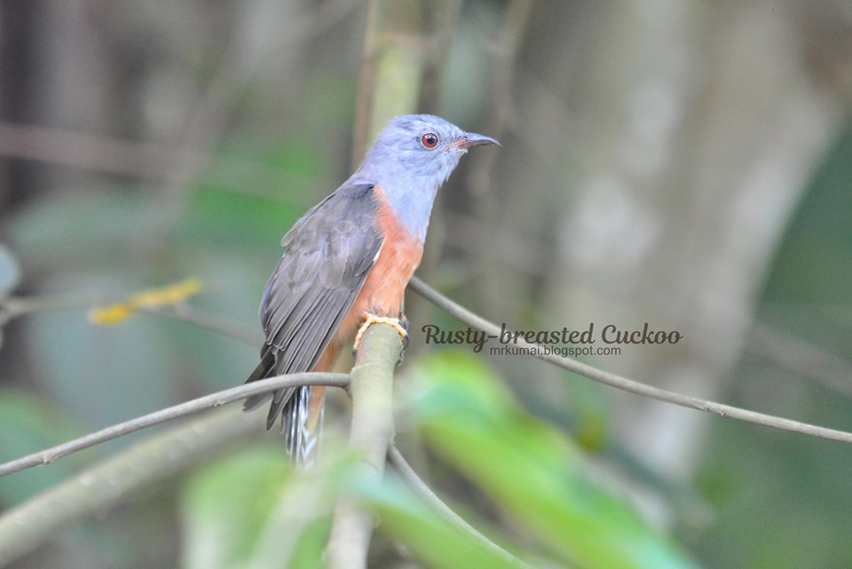 mrkumai.blogspot.com: Koleksi Burung di Cameron Highlands: Rusty ...