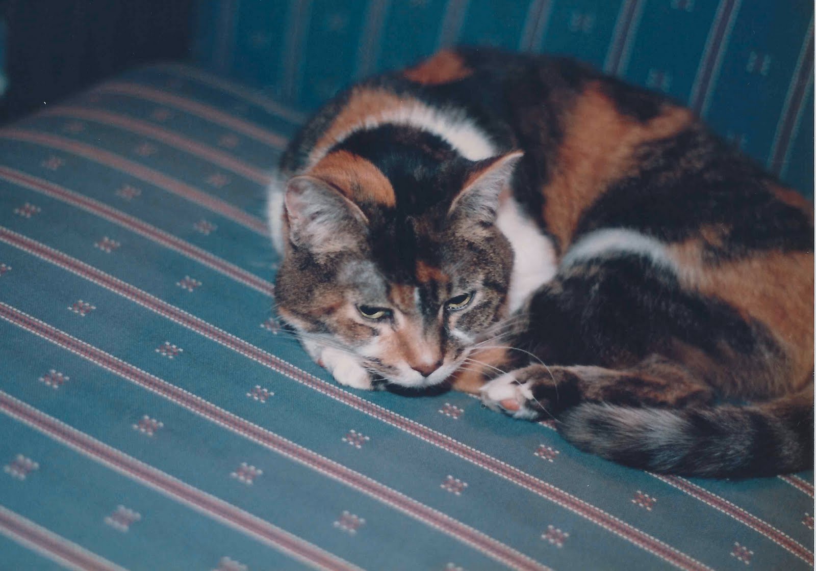 Greta's Genealogy Bog: Memory Monday: We Were the Brady Bunch of Cat ...