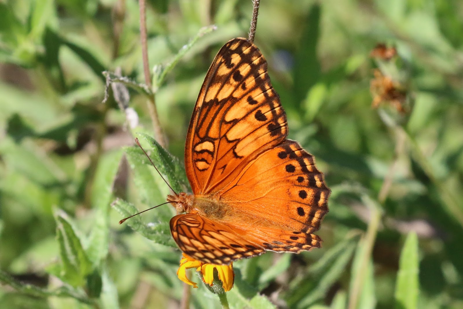 Rio Grande Valley Butterflies: National Butterfly Center, 10/20/16