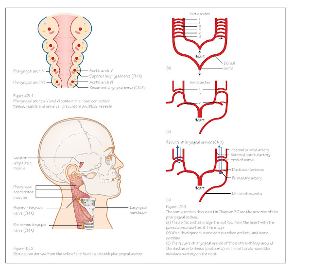 Head And Neck: Arches IV–VI - pediagenosis