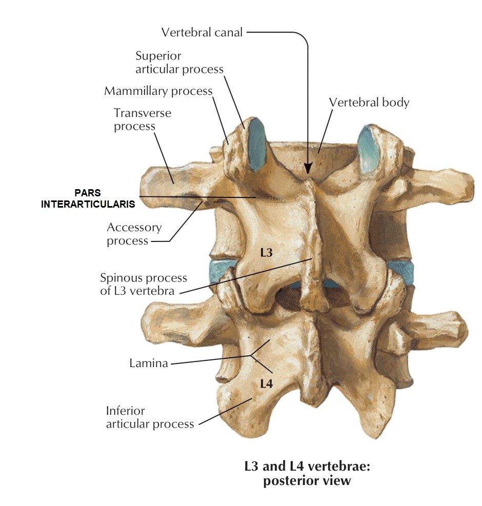 Anatomy Of The Lumbar Vertebra And Location Of Pars Interarticularis