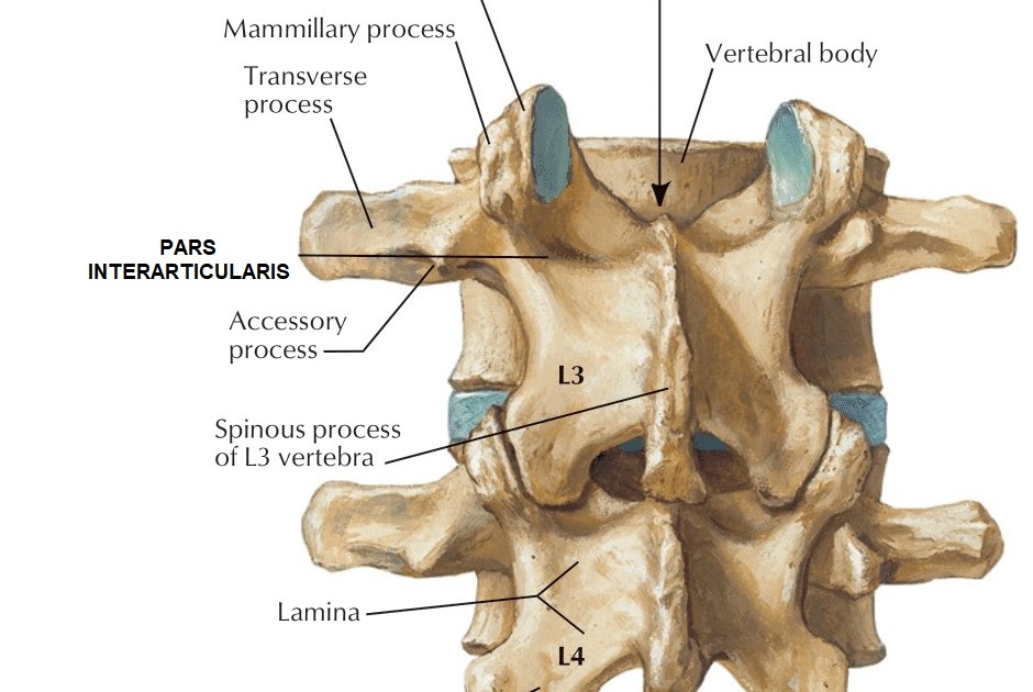WHAT IS PARS INTERARTICULARIS?