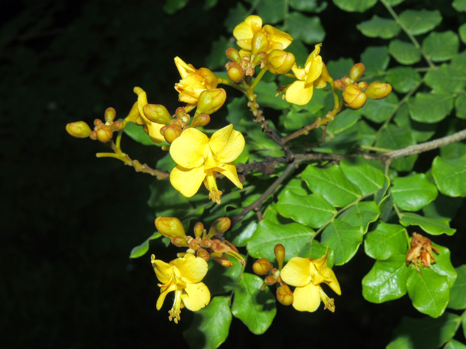Fabaceae - Leguminosae no Brasil: Fabaceae - Cenostigma nordestinum ...