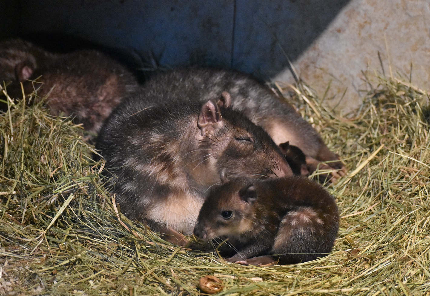 ZOOTOGRAFIANDO (6.100 ANIMALS): PACA / LOWLAND PACA (Cuniculus paca)