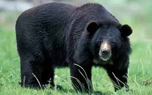 भालू ने ग्रामीण पर किया हमला - newswitnessindia