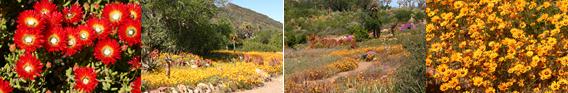 Kwaggaskloof Tourism: Botanical Gardens - Karoo Garden