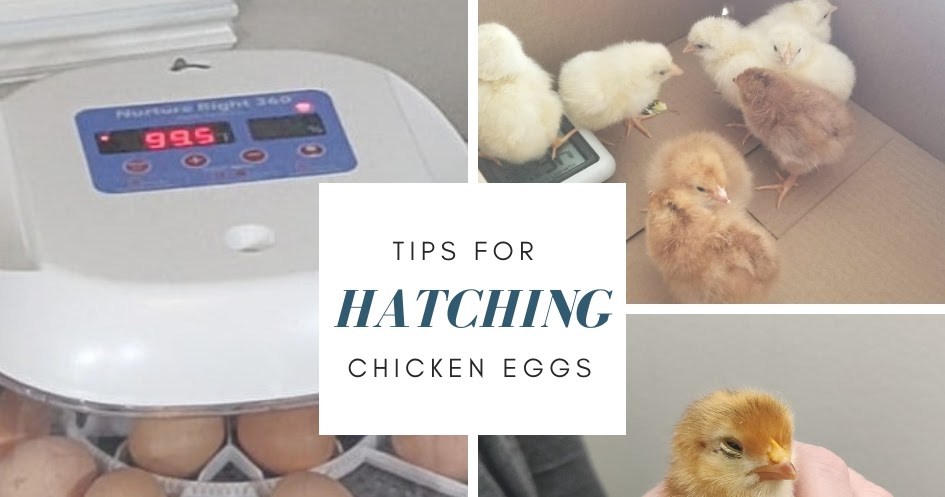 10 Tips for Successfully Hatching Chicken Eggs