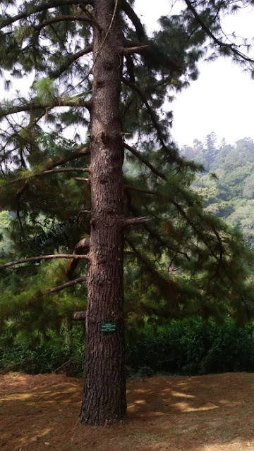 Spot Instagramable di Kawasan Pohon Pinus Kebun Raya Cibodas - POJOKCERITA