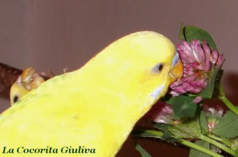 LA COCORITA GIULIVA: Alimentazione delle Cocorite: fiori prativi - il ...