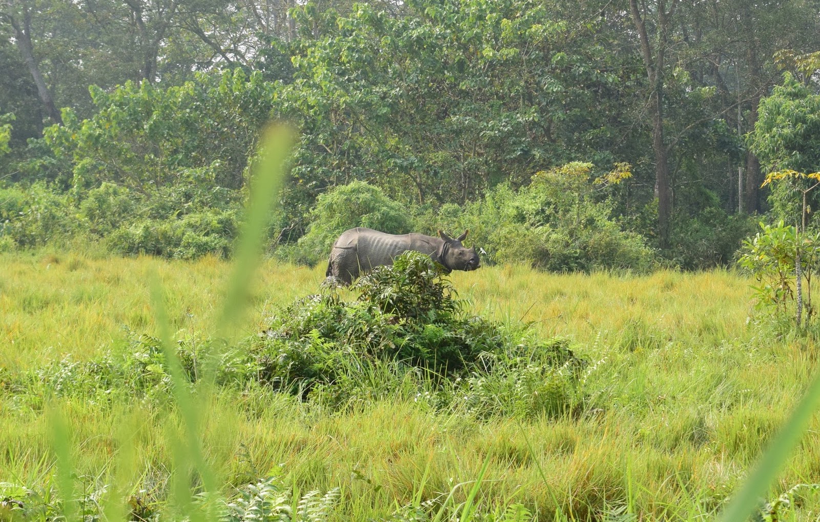Meghauli Village, West Chitwan National Park: Things to do in Meghauli ...