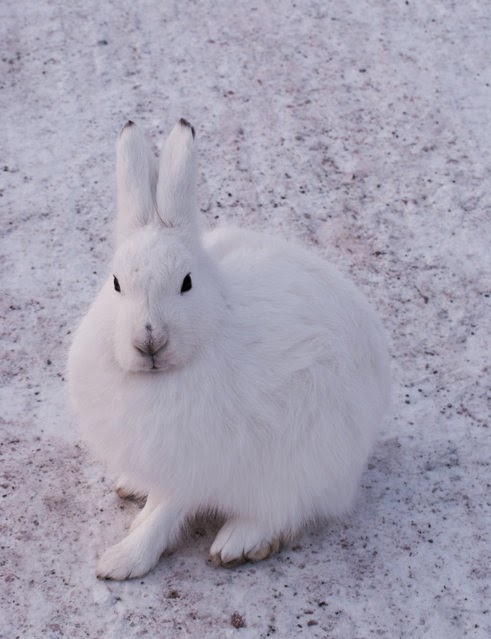 Animals Wikipedia: Polar Rabbit ( Arctic Hare )
