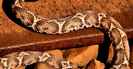 More glimpses of unfamiliar Japan: Mamushi