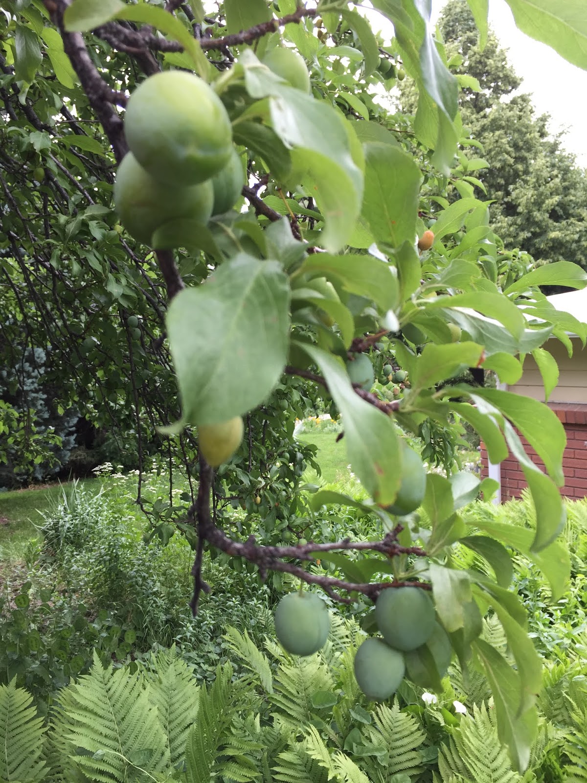 Growing plum, apple, peach, and pear fruit!