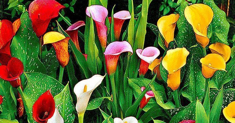 FLORES CALAS DE COLORES