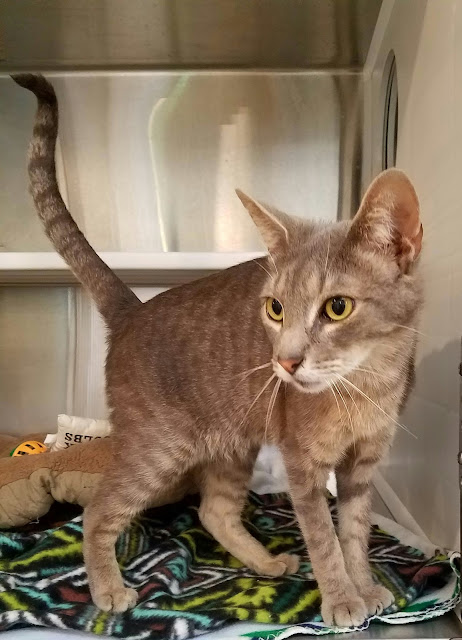 Progressive Charlestown: Kitty of the Week