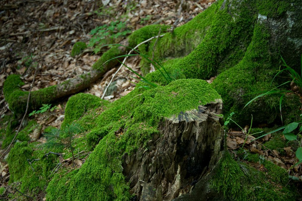 Cantinho da Bio: BRIÓFITAS