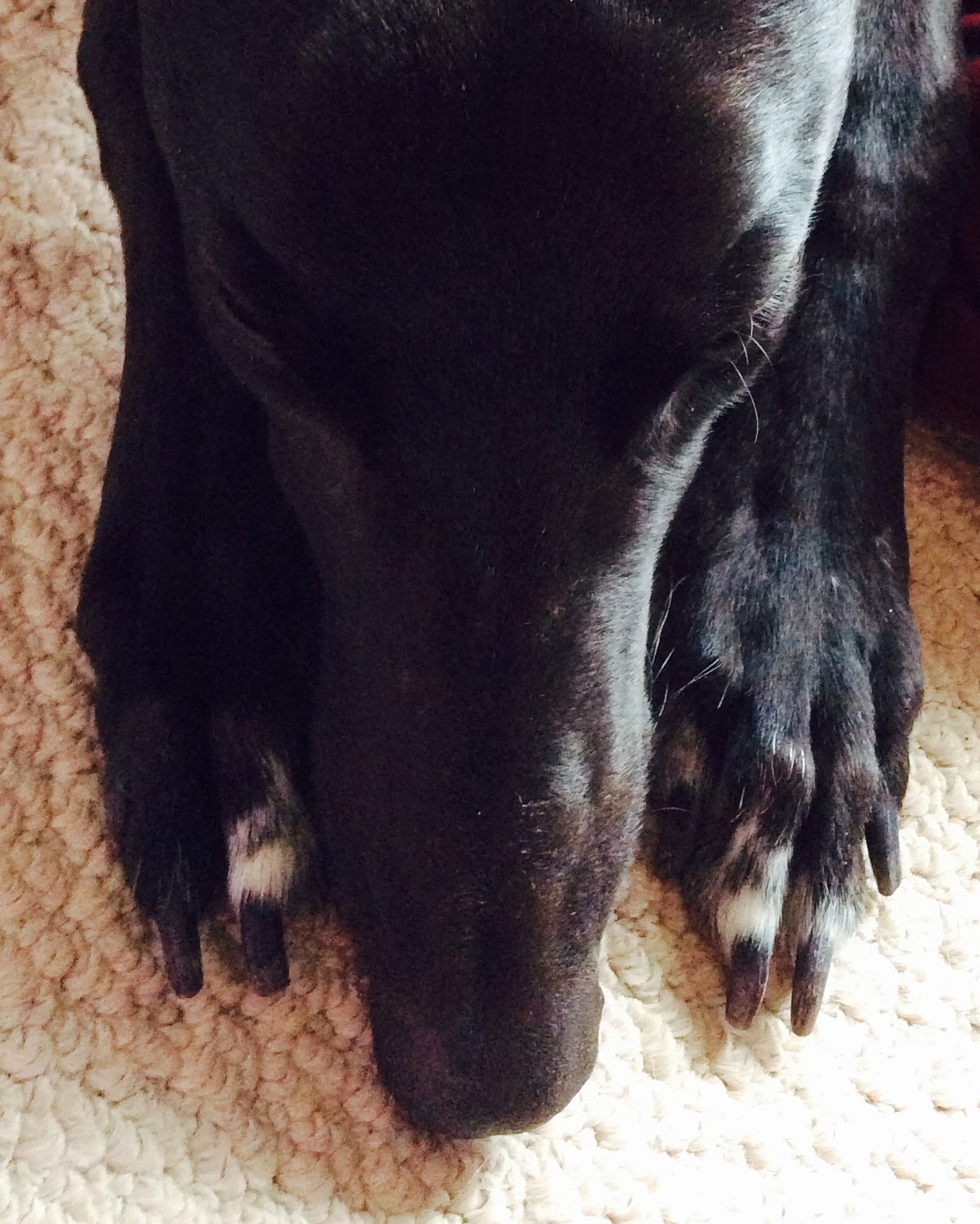 Northern Lights Greyhound Adoption Dog Blog: Adventures in Nail Care