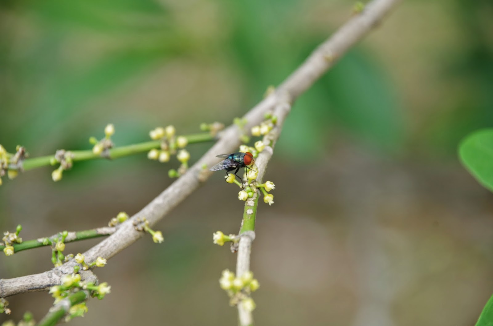 Trees and Plants: Limau Hantu