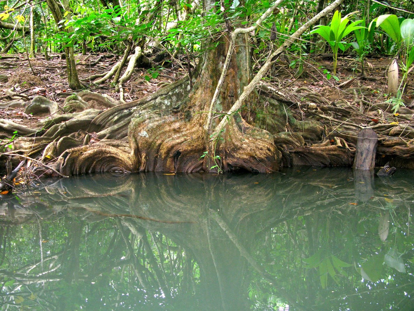 Faraway: Indian River Dominica