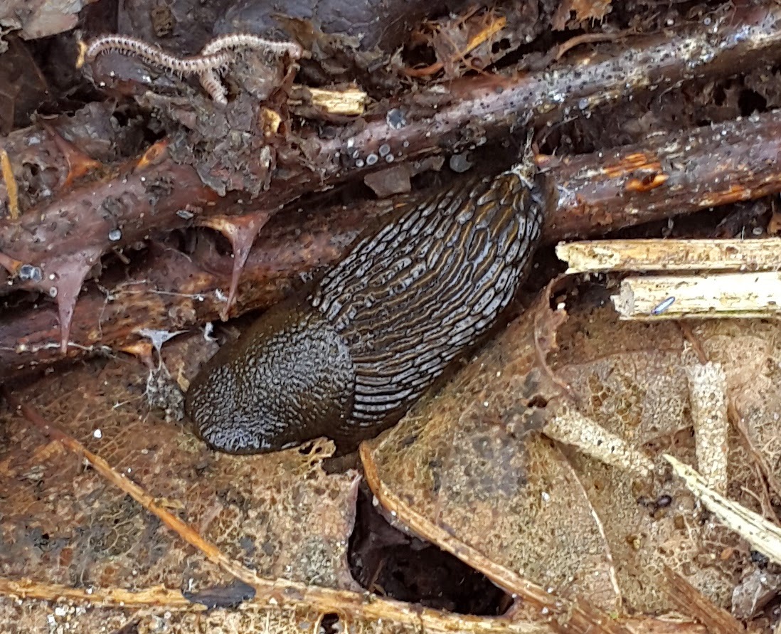 Kom frit frem, lille bille!: Dyr i området